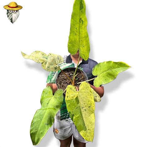 Philodendron Whipple Way Mottled Variegated Mature Large Live Plants Etsy