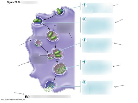 Phagocytosis Process Diagram