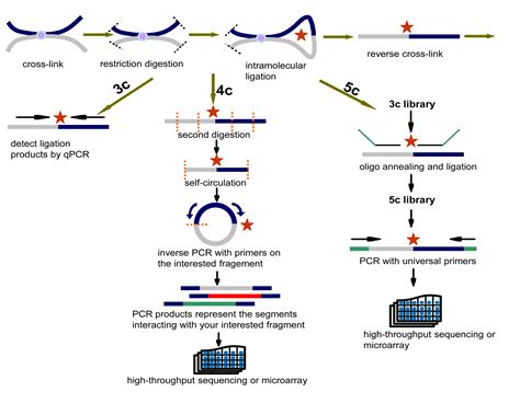 Chromosome Conformation Capture 13genome Assembly 4 Bch709