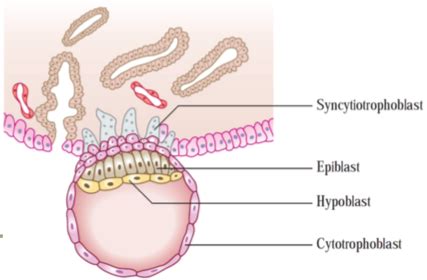 Embryology Flashcards Quizlet