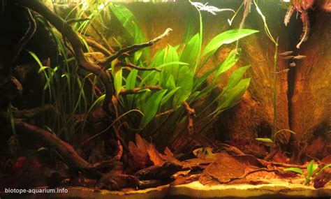 Freshwater Aquarium Biotopes