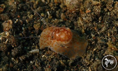 Natica Arachnoidea Gmelin 1791 Nudi Pixel