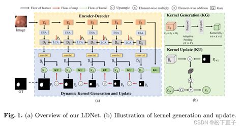 用于息肉分割的病变感知动态核ldnet Csdn博客