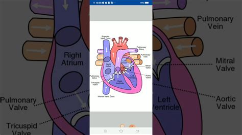 Effects Of Exercise 🏃on Circulatory System Youtube