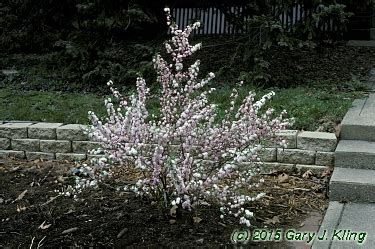 Prunus Glandulosa Habit Uiplants