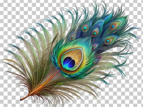 Modern Hand Drawn Peacock Feather Collection Premium Ai Generated Psd