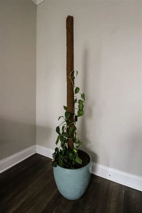 How To Make A Diy Pothos Moss Pole Keep Your Plants Alive