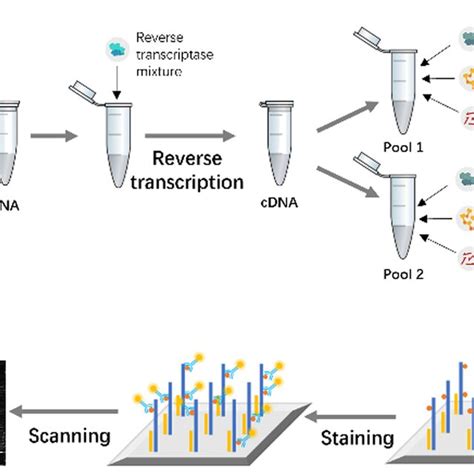 The Schematic Of The Sars Cov 2 Re Sequencing Chip Testing Workflow