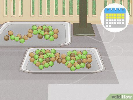 How To Harvest Macadamia Nuts 12 Steps With Pictures WikiHow
