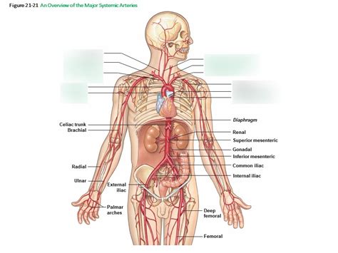 41 Art Labeling Activity The Major Systemic Arteries