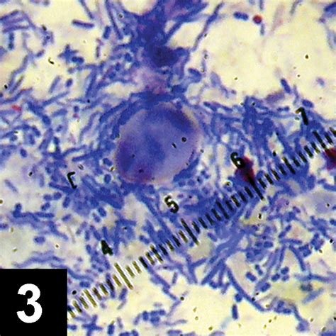 Recurrent Giardia Infection In A Dog Clinicians Brief