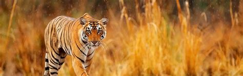 Rajasthan Wildlife Tourism National Parks And Tiger Reserve Rajasthan