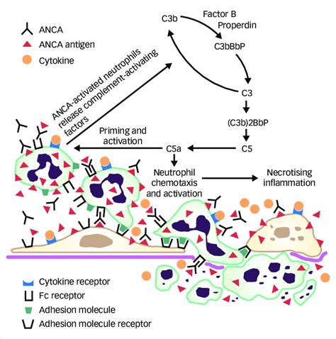 Pathogenic Role Of Neutrophils And Complement Activation In Vascular