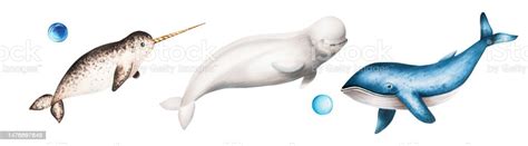 긴 엄니 푸른 고래 벨루가가 있는 수채화 일각고래는 흰색 배경에 분리되어 있다 현실적인 북극과 남극 해양 포유류를 손으로 그립니다 디자이너 장식 엽서 포장지 스크랩북 표지