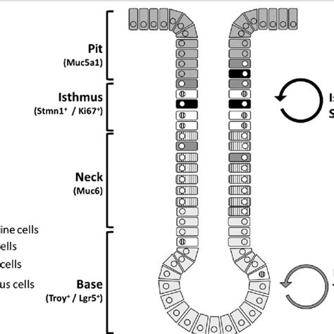 Schematic Representation Of Mouse Gastric Corpus Gland In Mouse Download Scientific Diagram