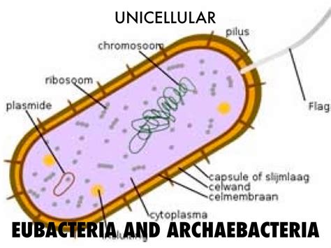 Plasmids With Cells Extrachromosomal Dna Molecule Structure Outline Diagram Stock Illustration