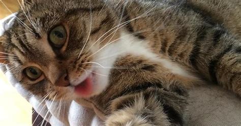 Catnip Overdose Album On Imgur