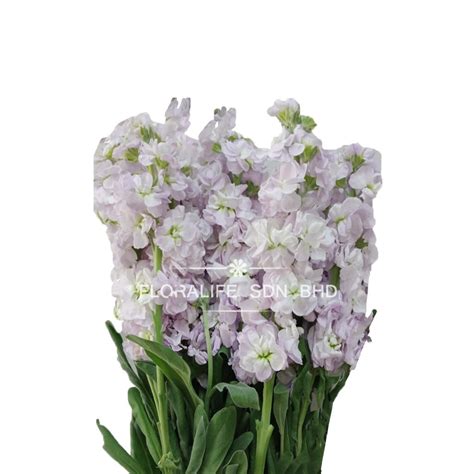 Matthiola Floralife Sdn Bhd