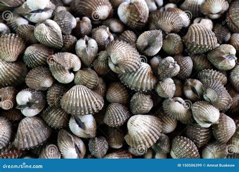 Cockles Seafood Pile Ofâ€‹ Fresh Blood Cockles Top View Cockles Or