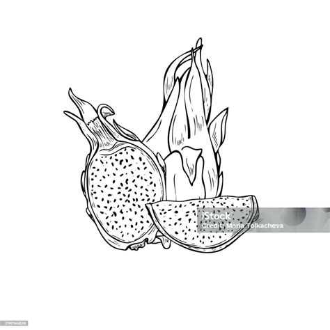벡터 향기로운 Pitaya 선인장 손으로 그린 잉크 스케치 그림 블랙 반 슬라이스 및 전체 달콤한 잘 익은 드래곤 과일 구성 라인 아트 여름 건강 메뉴 디자인 색칠 공부에