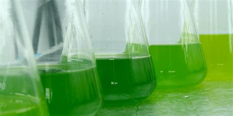 Benefits Of Microalgae For Aquatic Life Aquatic Live Food Aqua