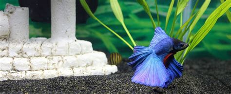 Betta Fish Filter Complete Guide What Is The Best Filter For Betta