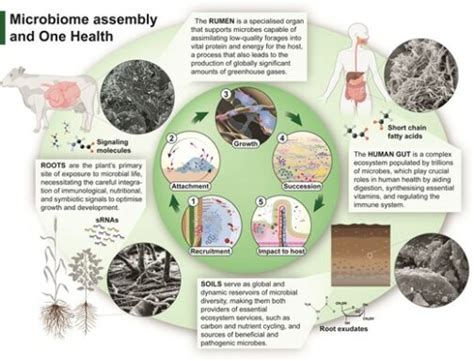 Microbiomes To Showcase Capability In The Microbiome Science Capability