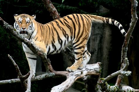 File Siberian Tiger Sf Wikimedia Commons