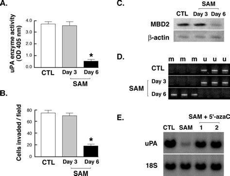 Effect Of Adomet Sam On Upa Promoter Methylation And Invasive