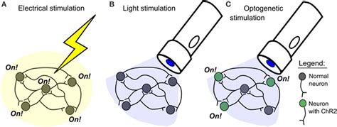 Optogenetics Light As Method For Brain Cell Remote Control