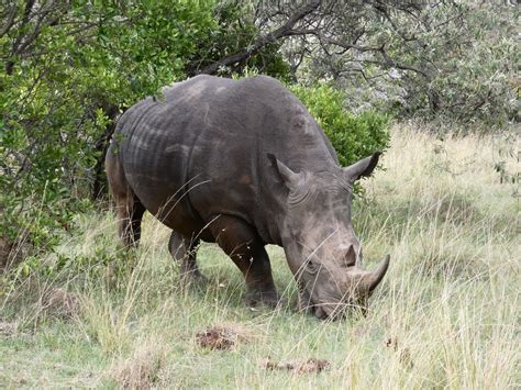 African Safari Diaries Spotting The Big Five In The Masai Mara