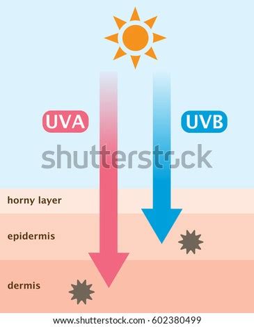 Infographic Skin Illustration Difference Between Uva Stock Vector 602380499 Shutterstock