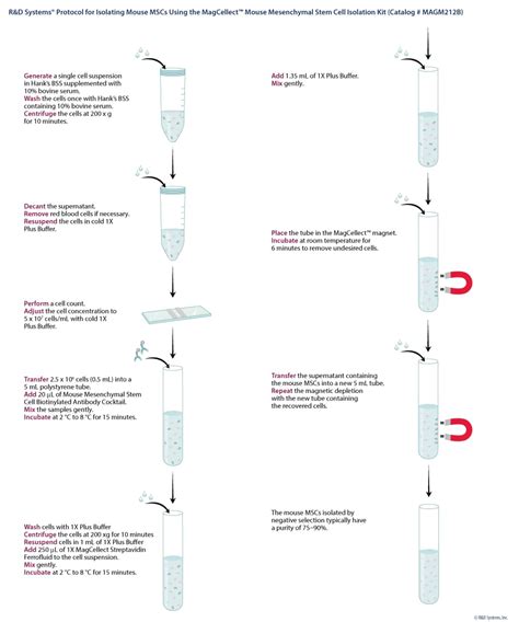 MagCellect Mouse Mesenchymal Stem Cell Isolation Kit MAGM B R D Systems