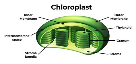 Chloroplast Biology Simple