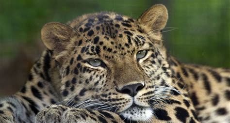 African Leopard Characteristics Feeding Habitat And Reproduction