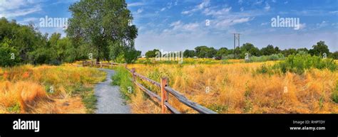 Views Of Jordan River Trail With Surrounding Trees Russian Olive Cottonwood And Silt Filled
