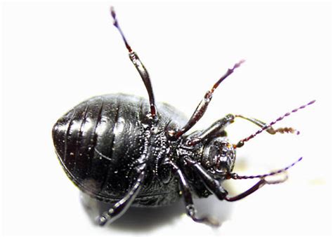 Timarcha Oregon Timarcha Bugguidenet