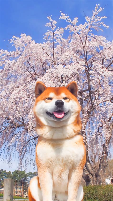 柴犬 高清图片，堆糖，美图壁纸兴趣社区