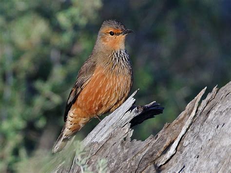 Birds Of The World Nuthatches Sittidae Treecreepers Certhiidae
