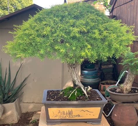 Joesbonsai Collection