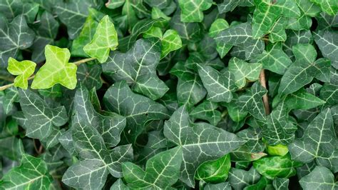 Types Of Ivy Vines
