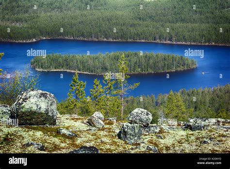 Light Coniferous Taiga Predominance Of Lapland Pine Pinus Friesiana Boreal Forest In