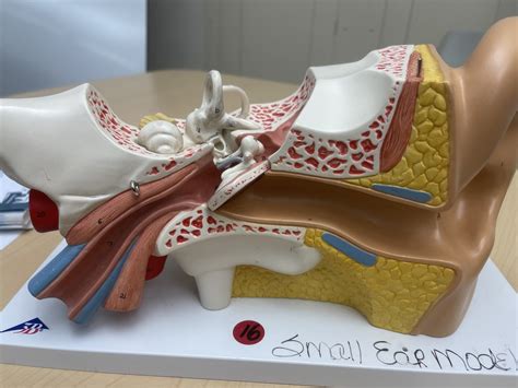 Small Ear Pt 1 Diagram Quizlet