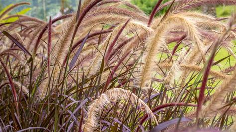How To Plant Grow And Care For Purple Fountain Grass