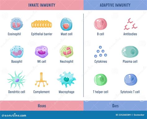 Adaptive Immune System Cells Innate Immunity Complement Protein