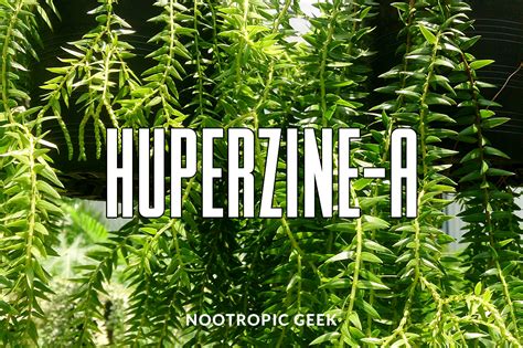 Huperzine-A Review: Potent Club Moss Alkaloid Inhibits Memory Breakdown ...
