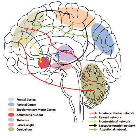 A Same Intermediate Phenotype Can Be Generated By Variants Identified