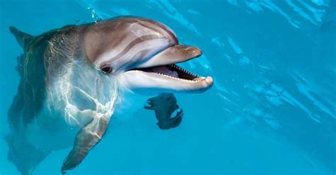 Dolphin Animal Facts Delphinidae A Z Animals