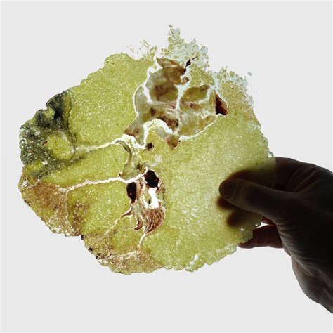 Squid Fossil Premium Ingredients For Your Favourite Recipes Discover