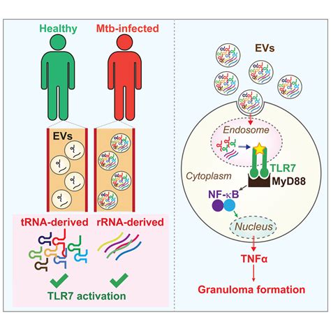 Modified Rna Sequencing Method Reveals How Small Rnas Boost Immune Response To Tuberculosis